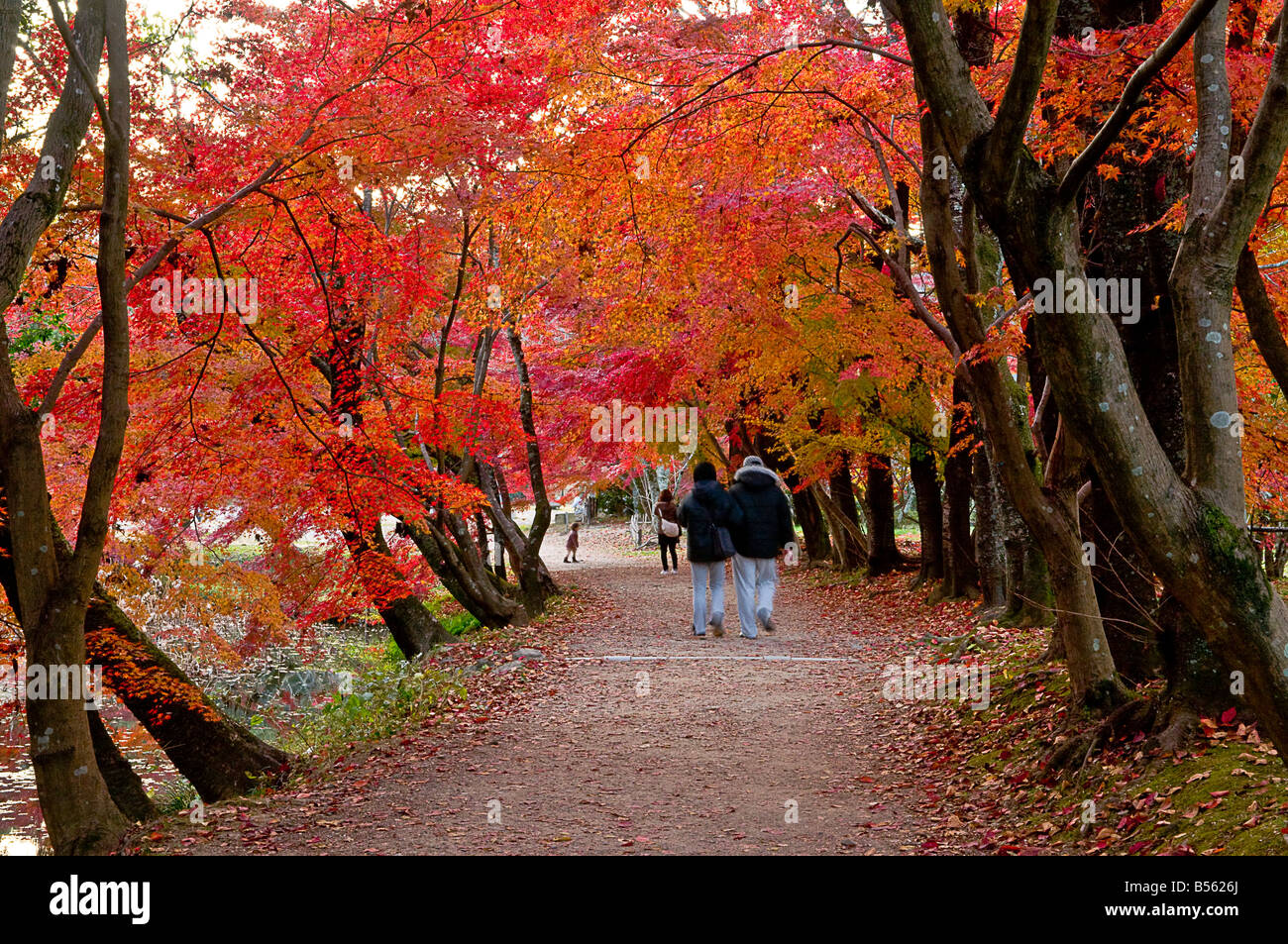 Japan Kyoto Arashiayama Daikaku ji temple maple trees Stock Photo - Alamy