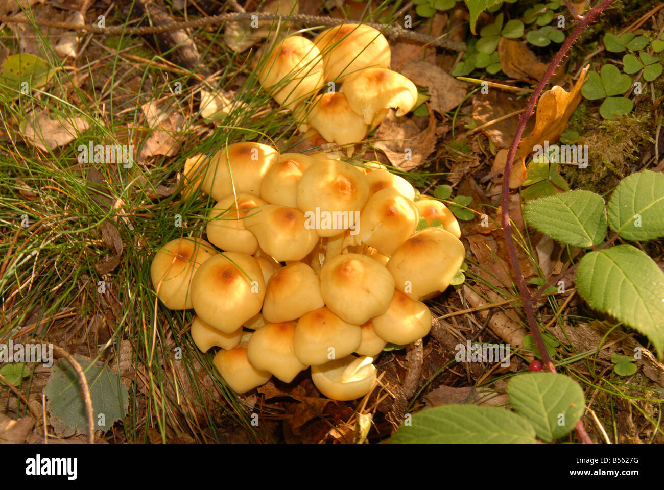 mushroom in forest Stock Photo - Alamy