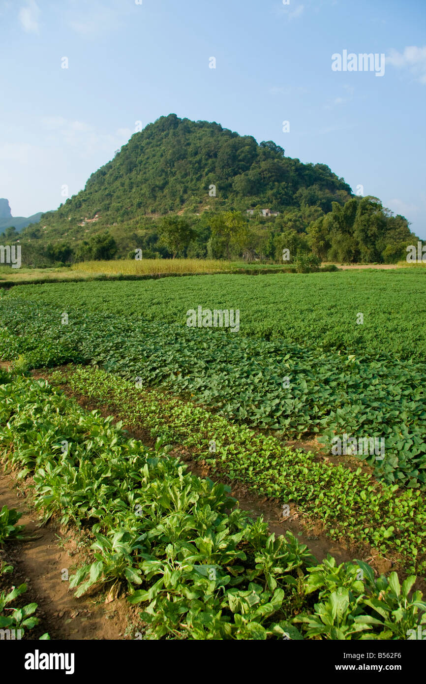 Chinese crops in asia hi-res stock photography and images - Alamy