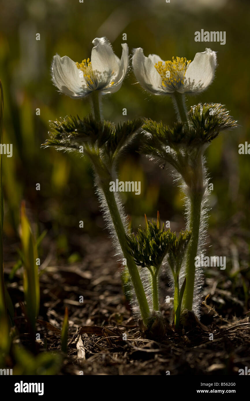 Western Anemone or Western Pasque flower Anemone occidentalis high on ...