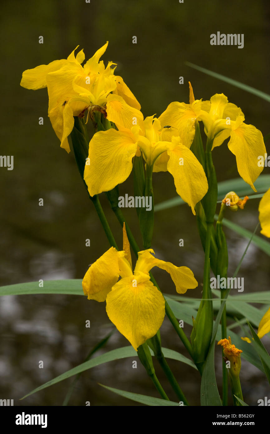 Yellow Aquatic Iris High Resolution Stock Photography and Images - Alamy