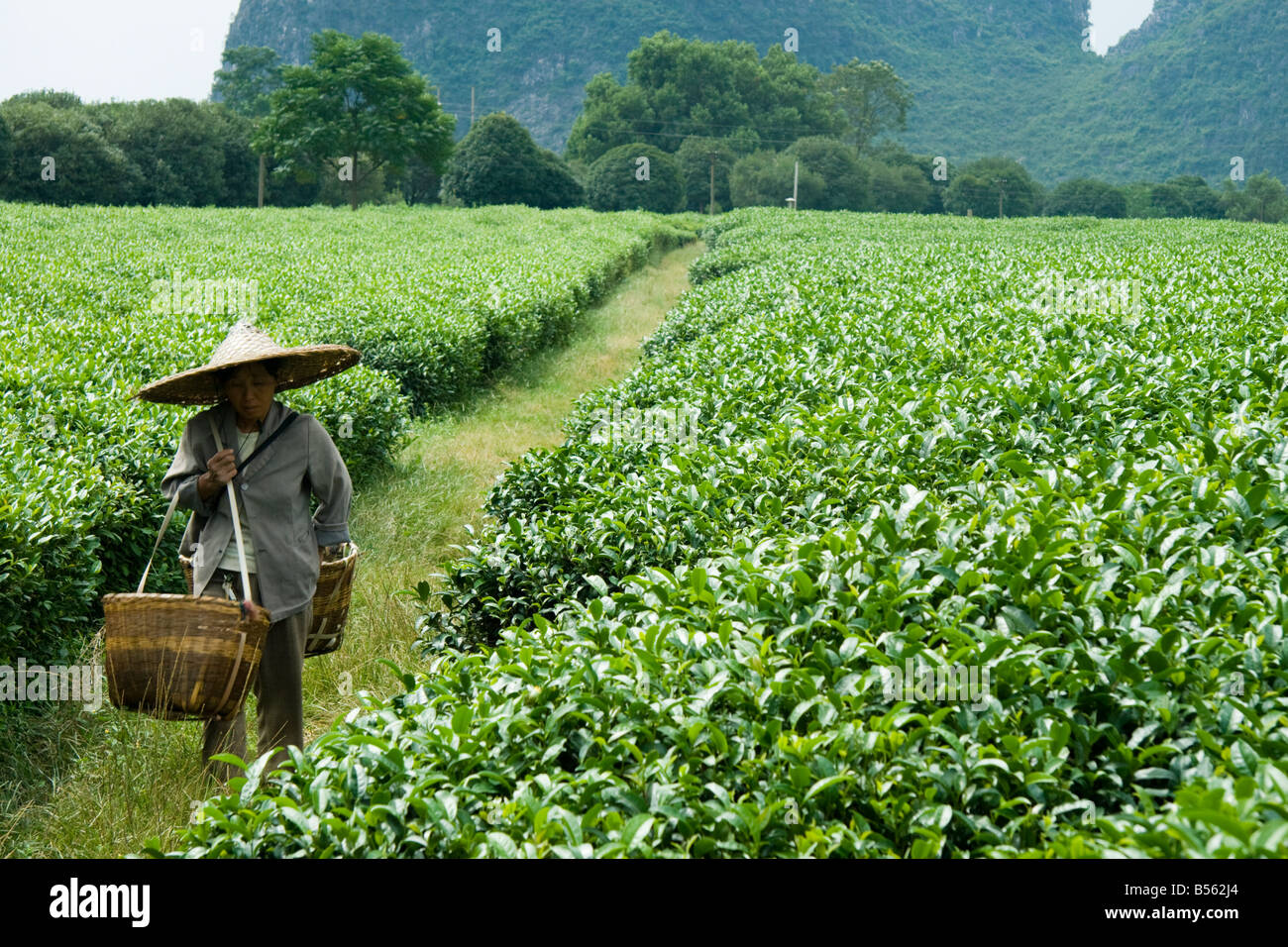Tea picking china hi-res stock photography and images - Alamy