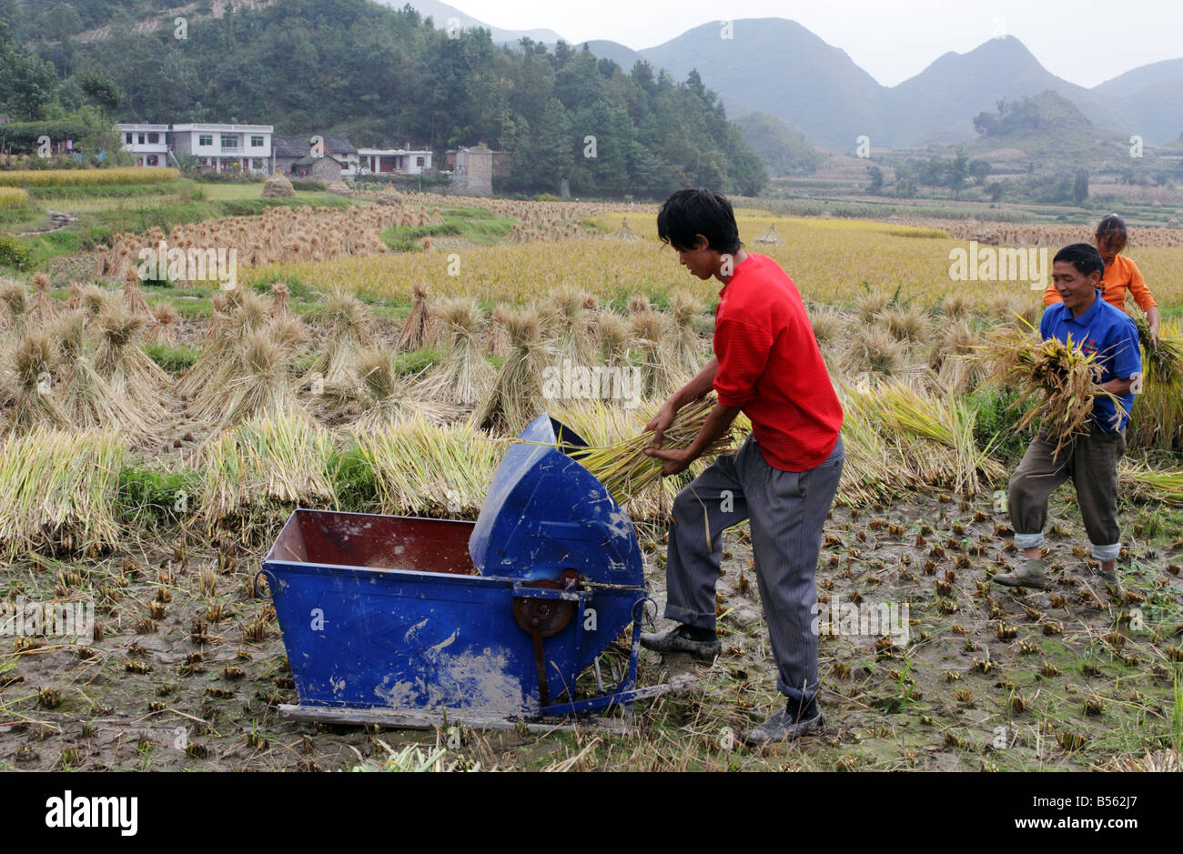 Farmers harvesting rice hi-res stock photography and images - Alamy