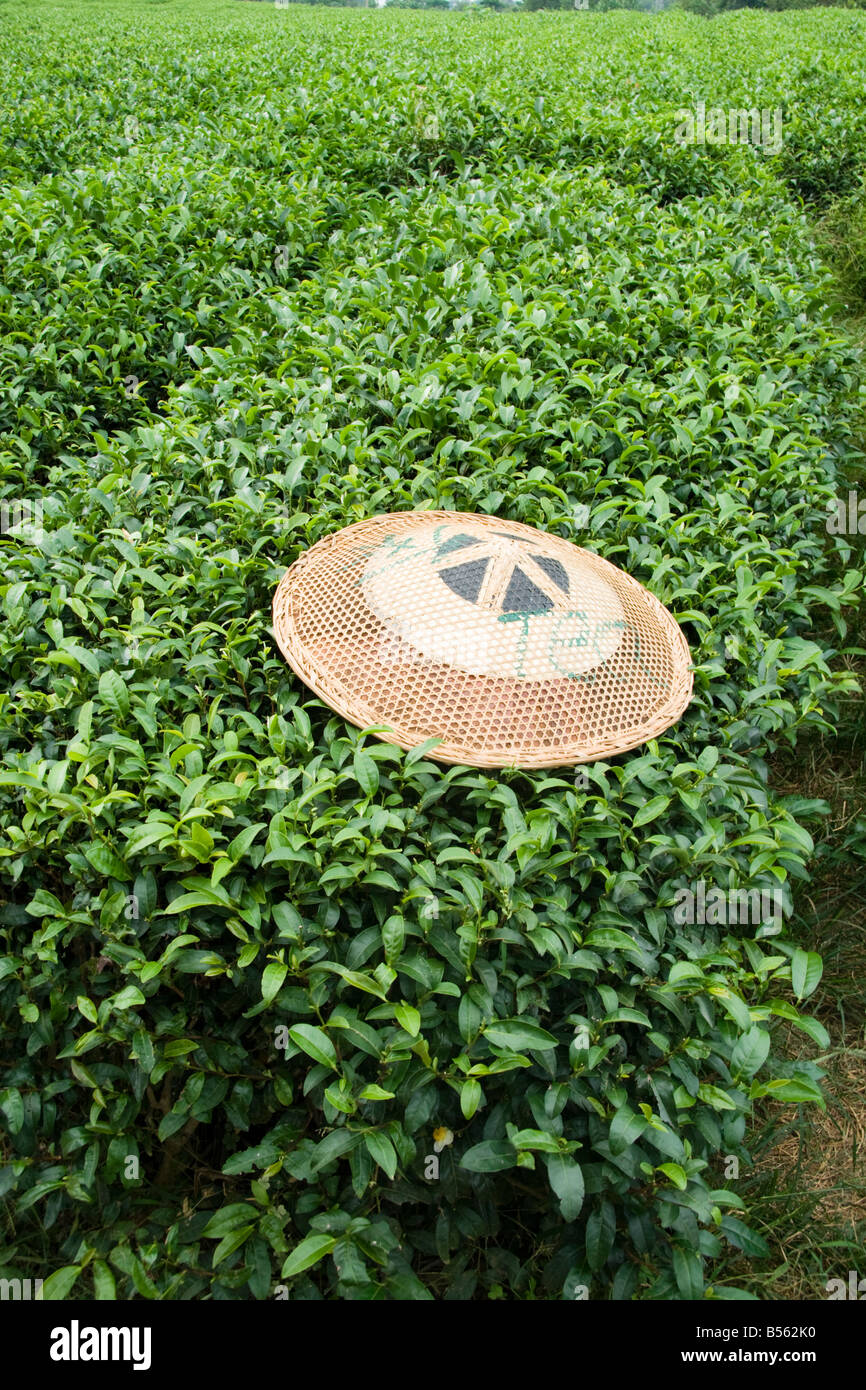 China Plant High Resolution Stock Photography and Images - Alamy