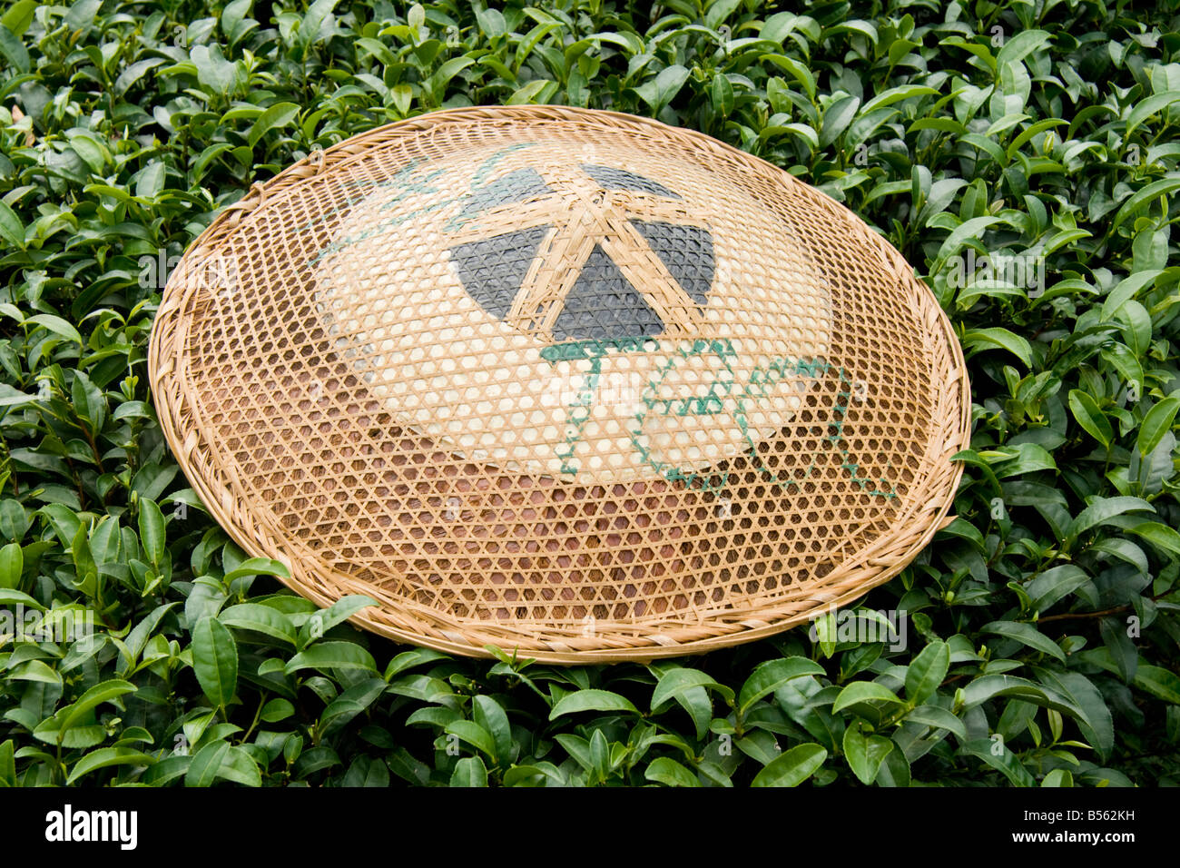 Tea_bush hi-res stock photography and images - Alamy
