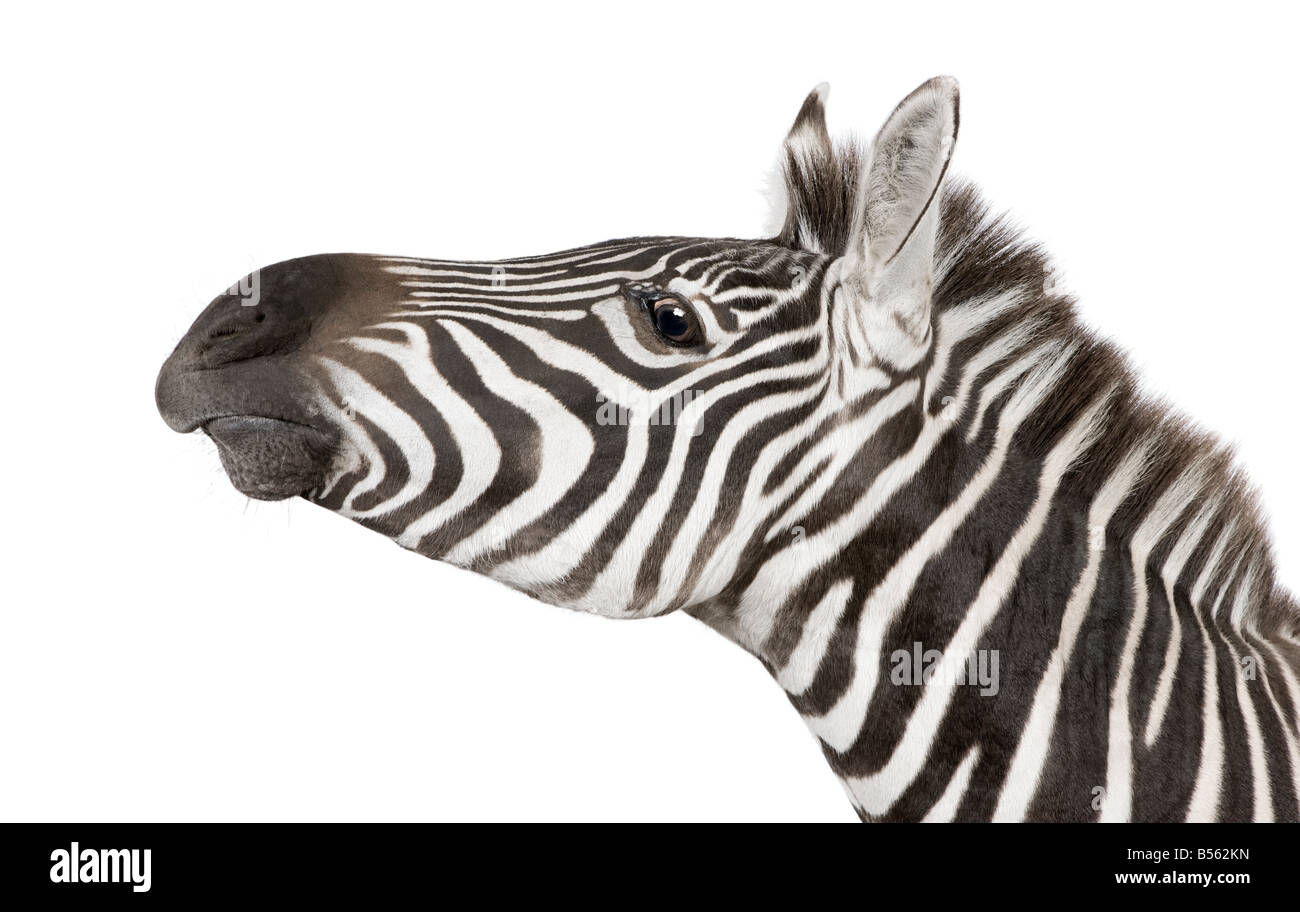 Zebra Cut Out High Resolution Stock Photography and Images - Alamy