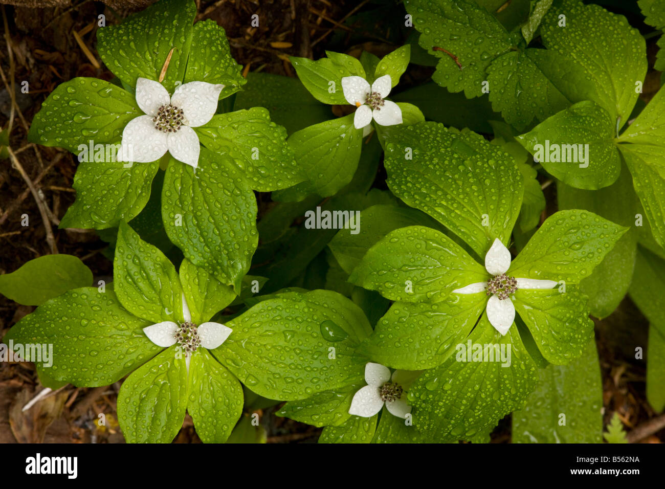 Bunchberry or Western Bunchberry Cornus unalaschkensis previously ...