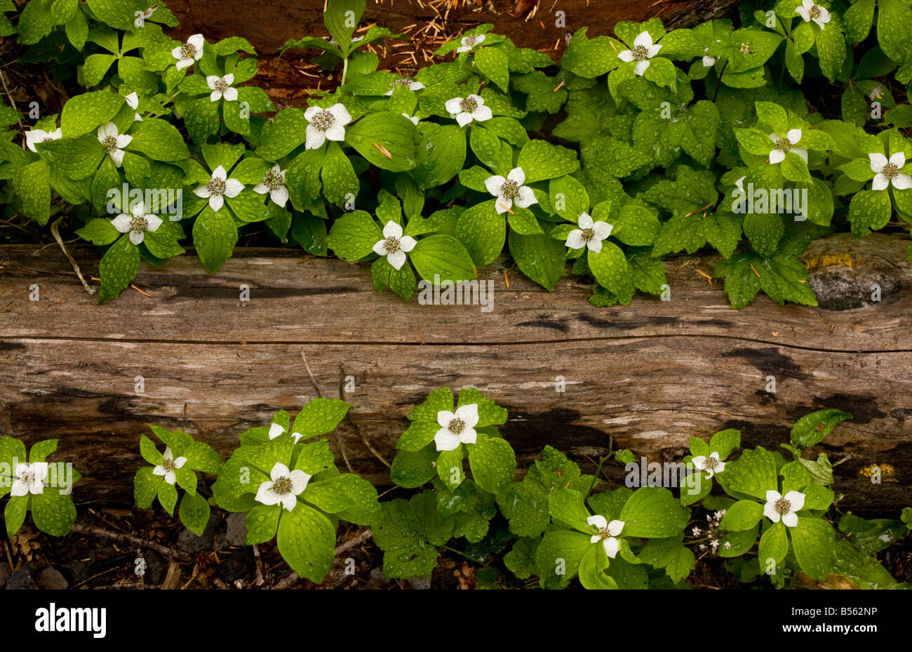Bunchberry or Western Bunchberry Cornus unalaschkensis previously ...