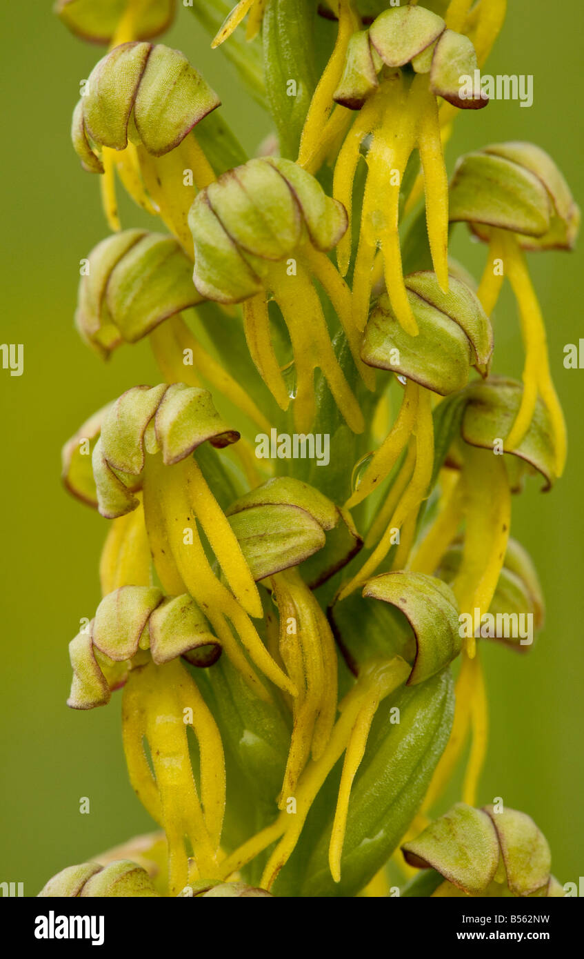 Man orchid uk hi-res stock photography and images - Alamy