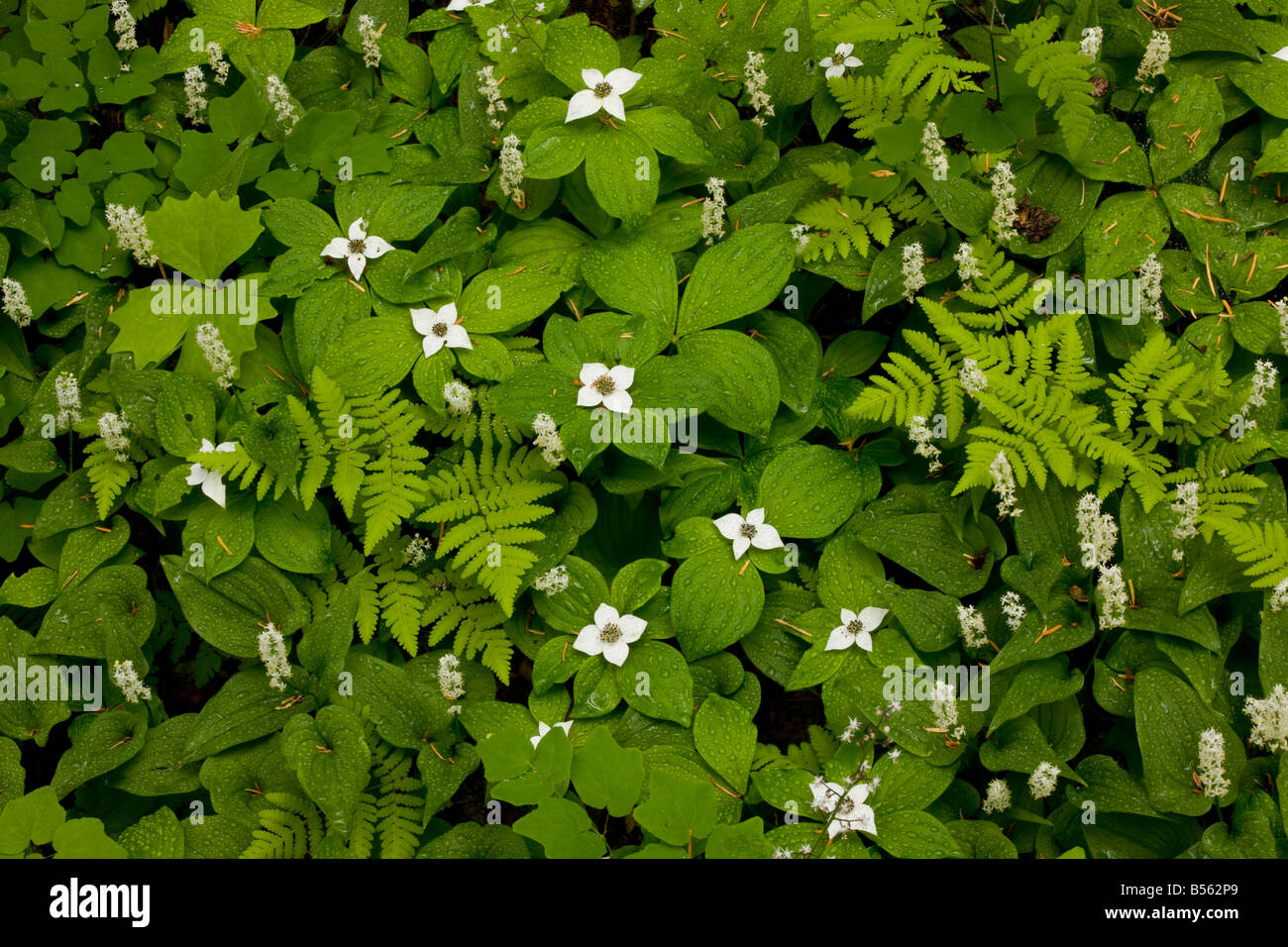 Beautiful woodland ground flora under old growth forest with Oak fern ...