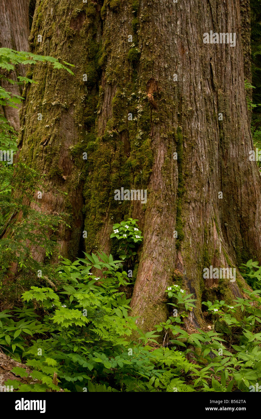 Old Western Red Cedar tree trunk Thuja plicata with Bunchberry Cornus ...