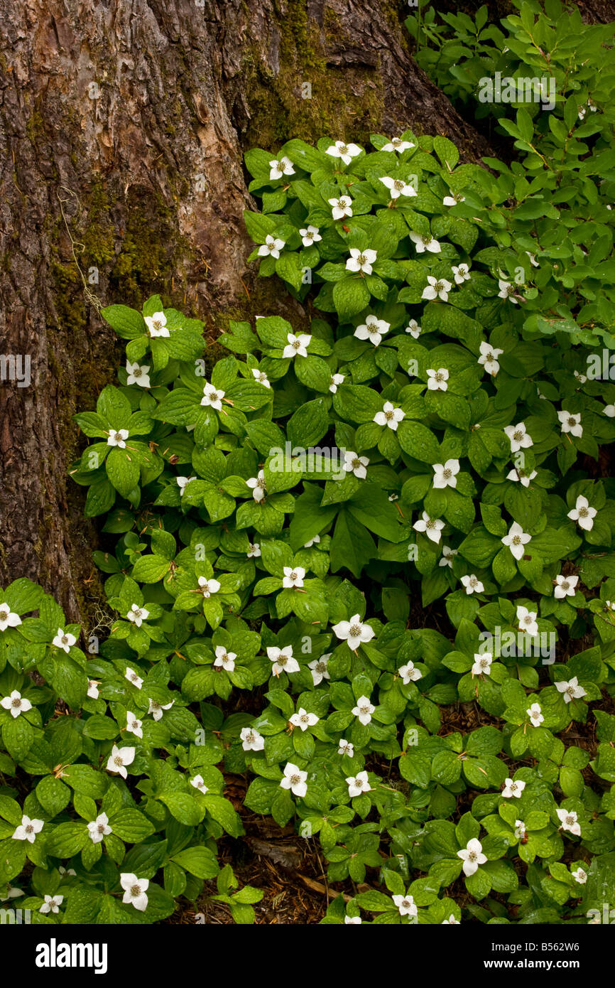 Bunchberry or Western Bunchberry Cornus unalaschkensis on lower trunk ...