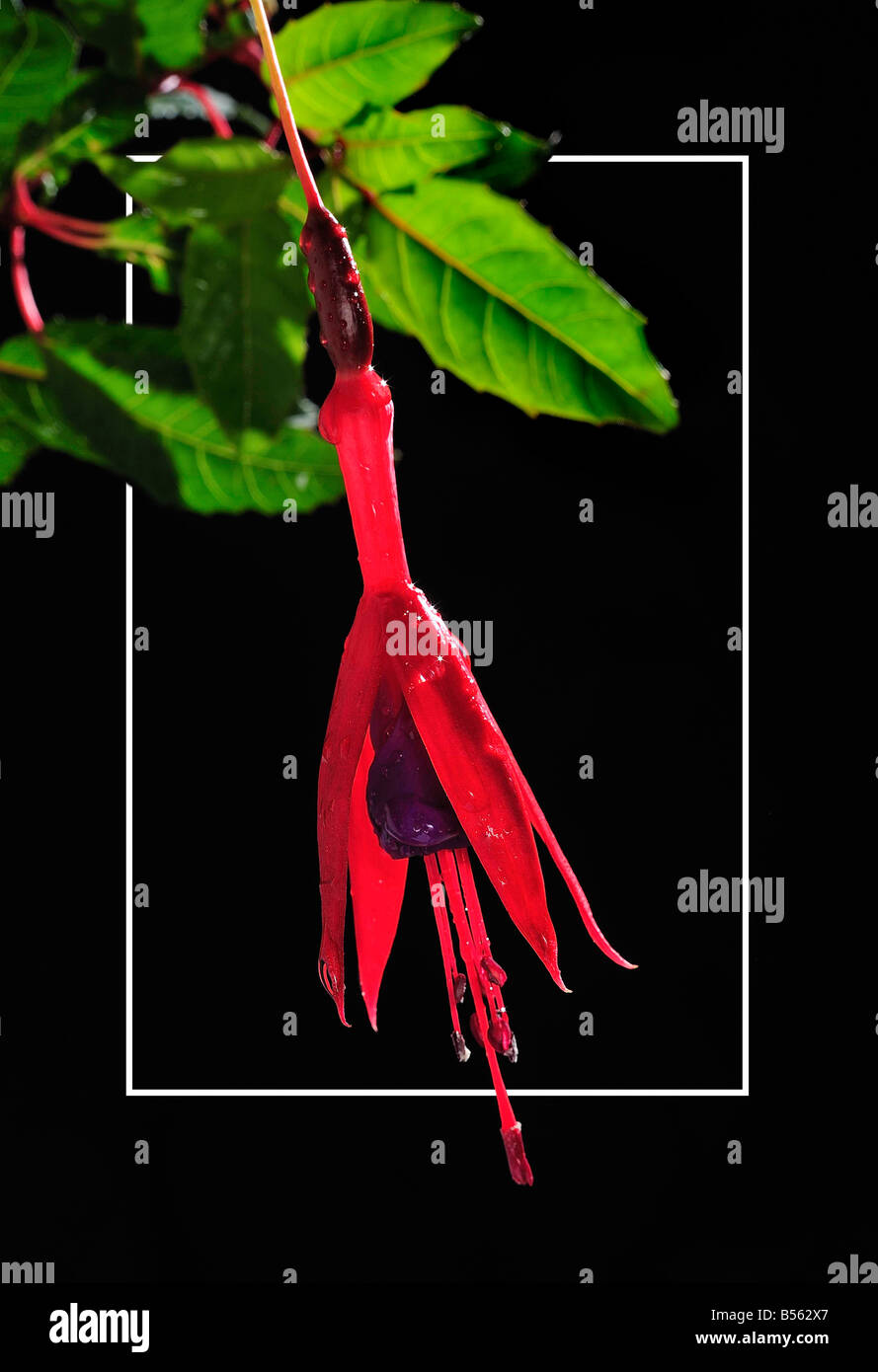 Fuschia hi-res stock photography and images - Alamy