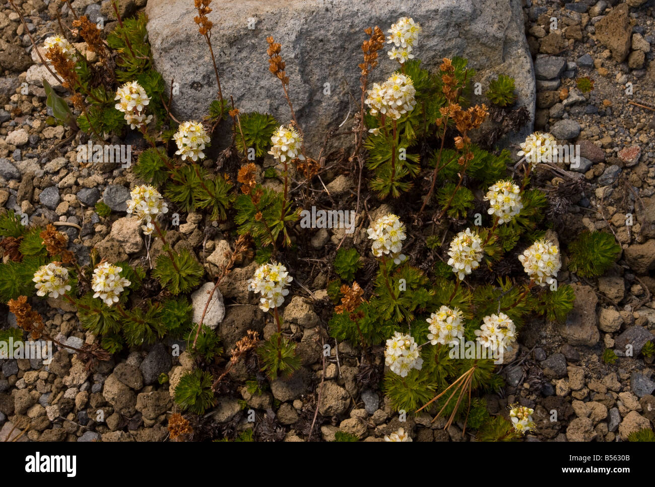 Partridge foot hi-res stock photography and images - Alamy