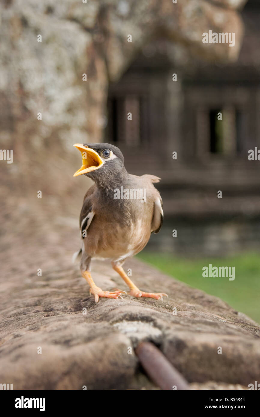 Young common starling hi-res stock photography and images - Alamy