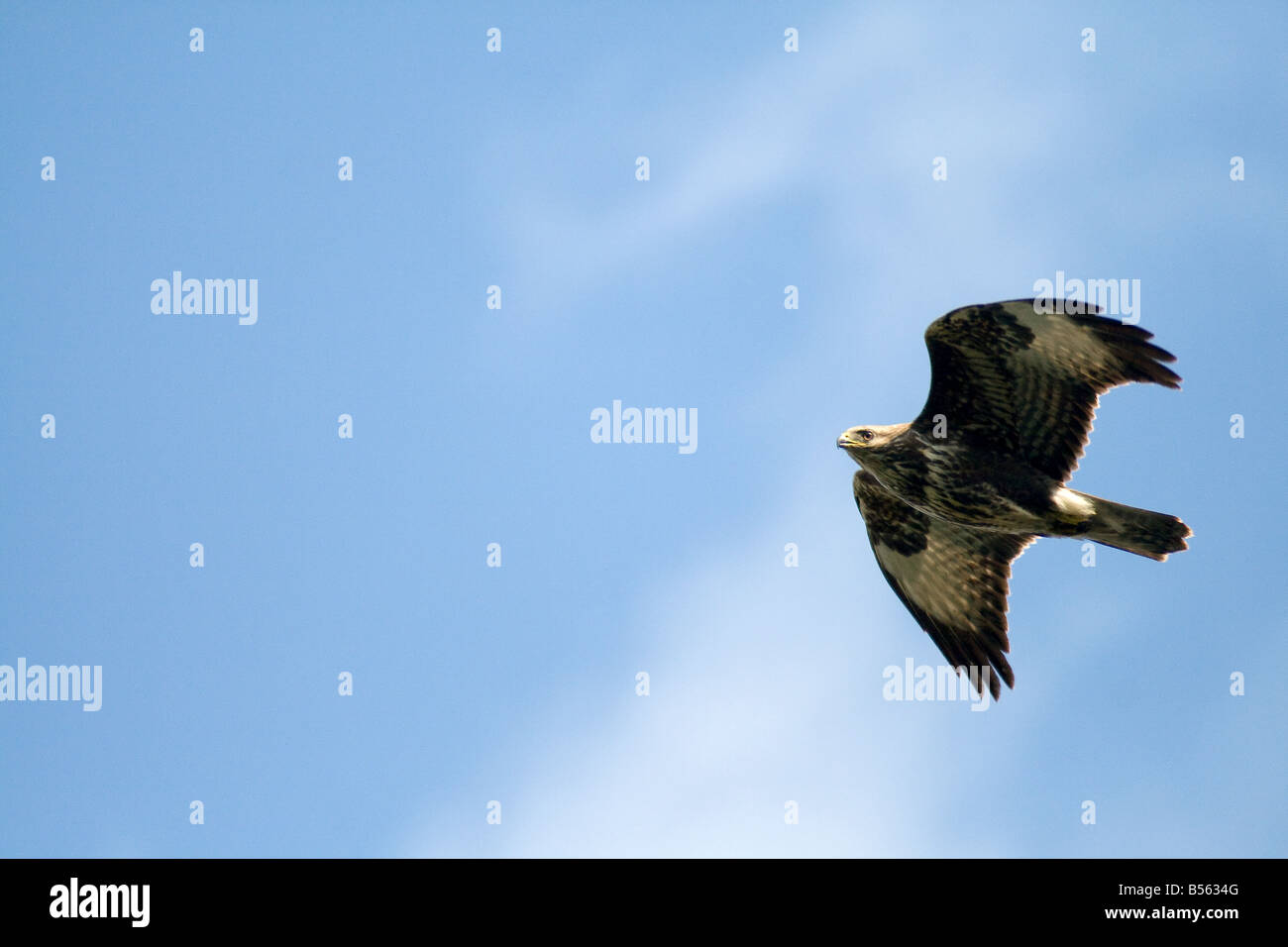 Howk hi-res stock photography and images - Alamy