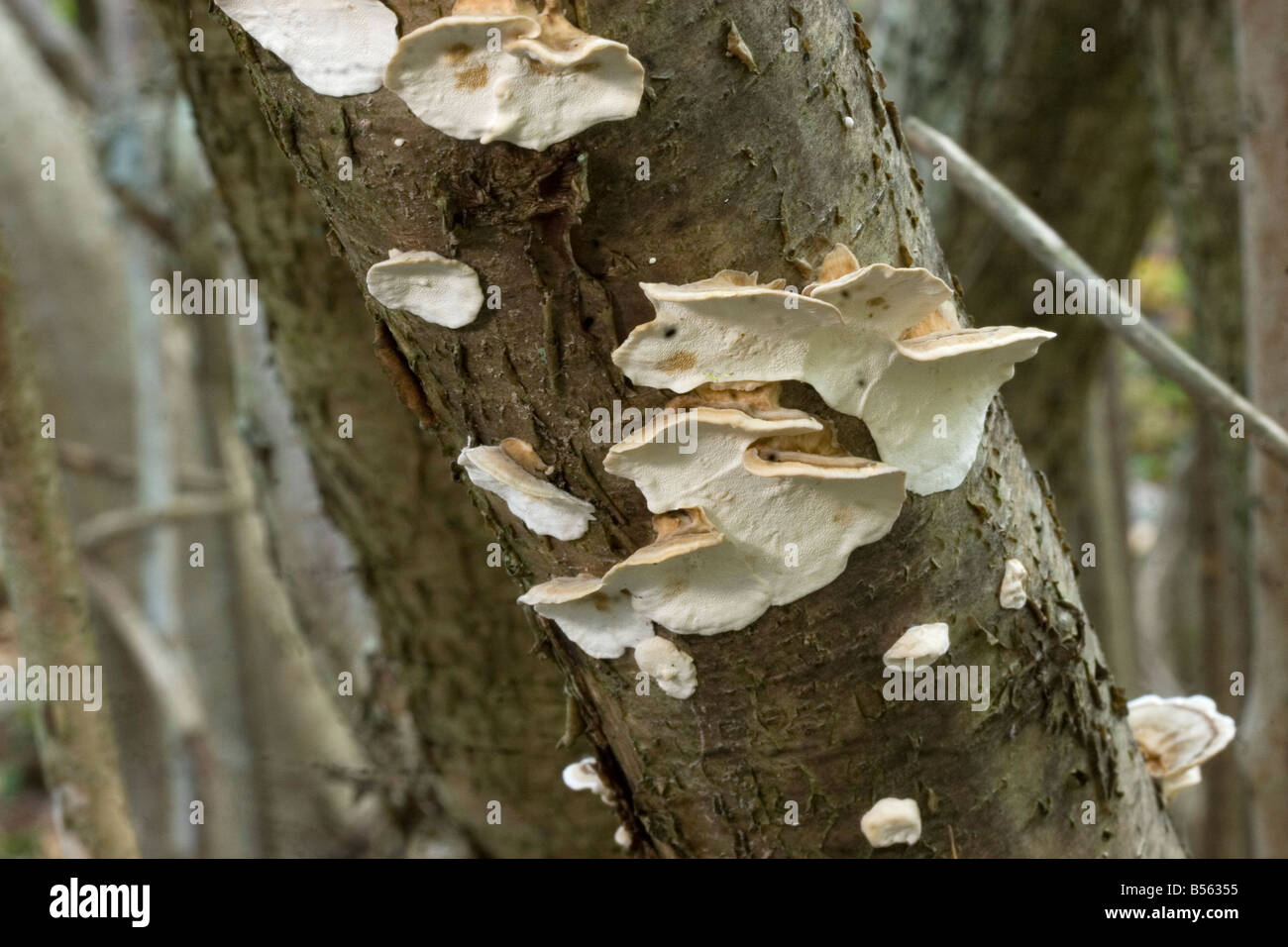 Heterobasidion annosum, Root Fomes Stock Photo - Alamy