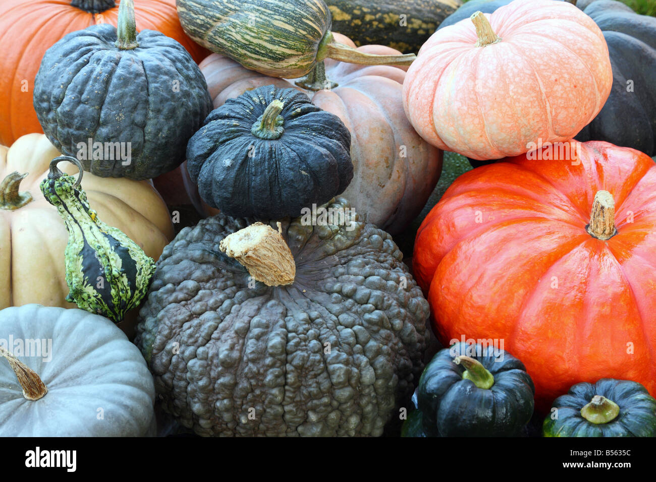Multicoloured multicolored and multishaped pumpkins Stock Photo - Alamy