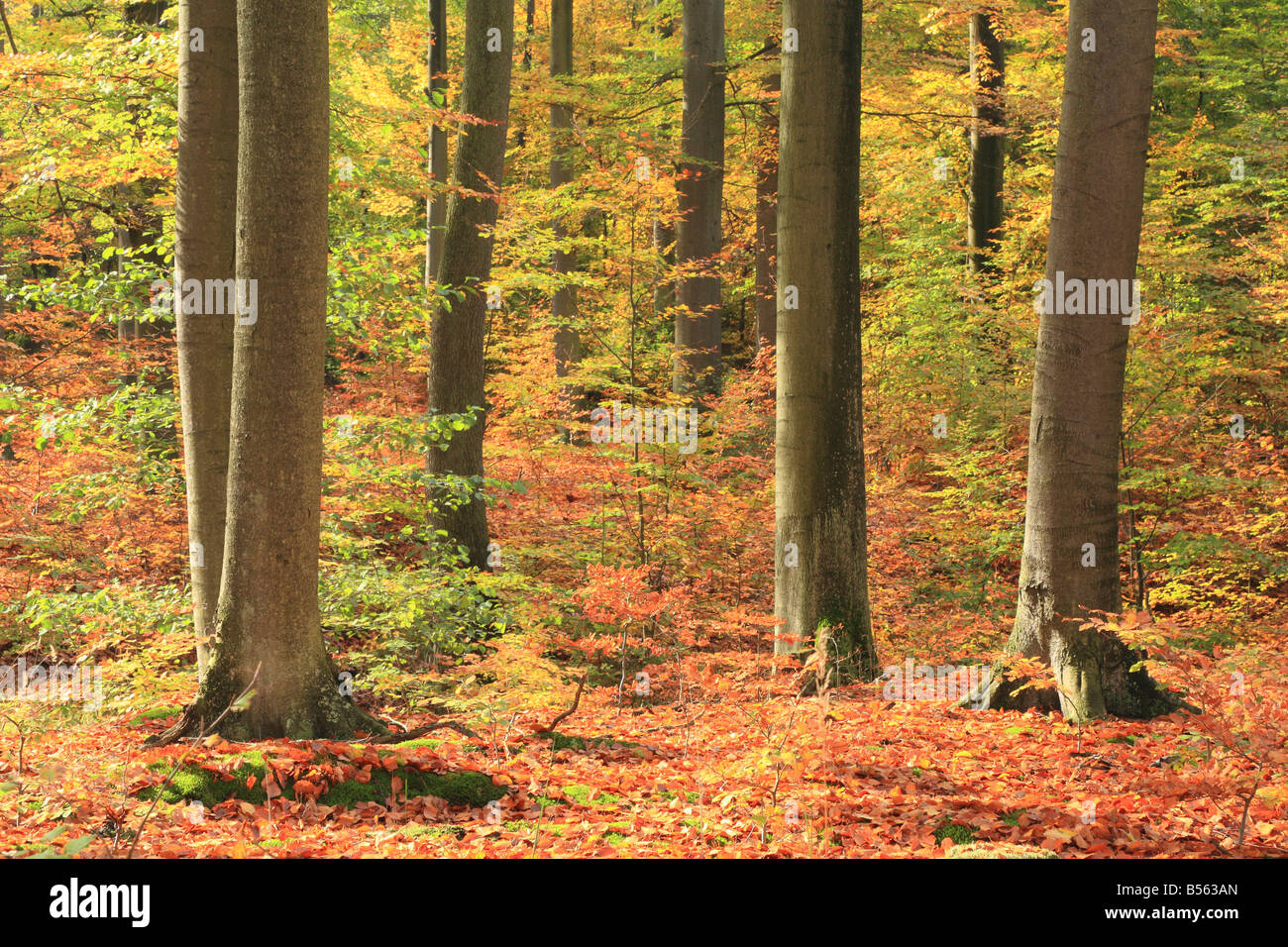Beech forest in autumn Stock Photo - Alamy