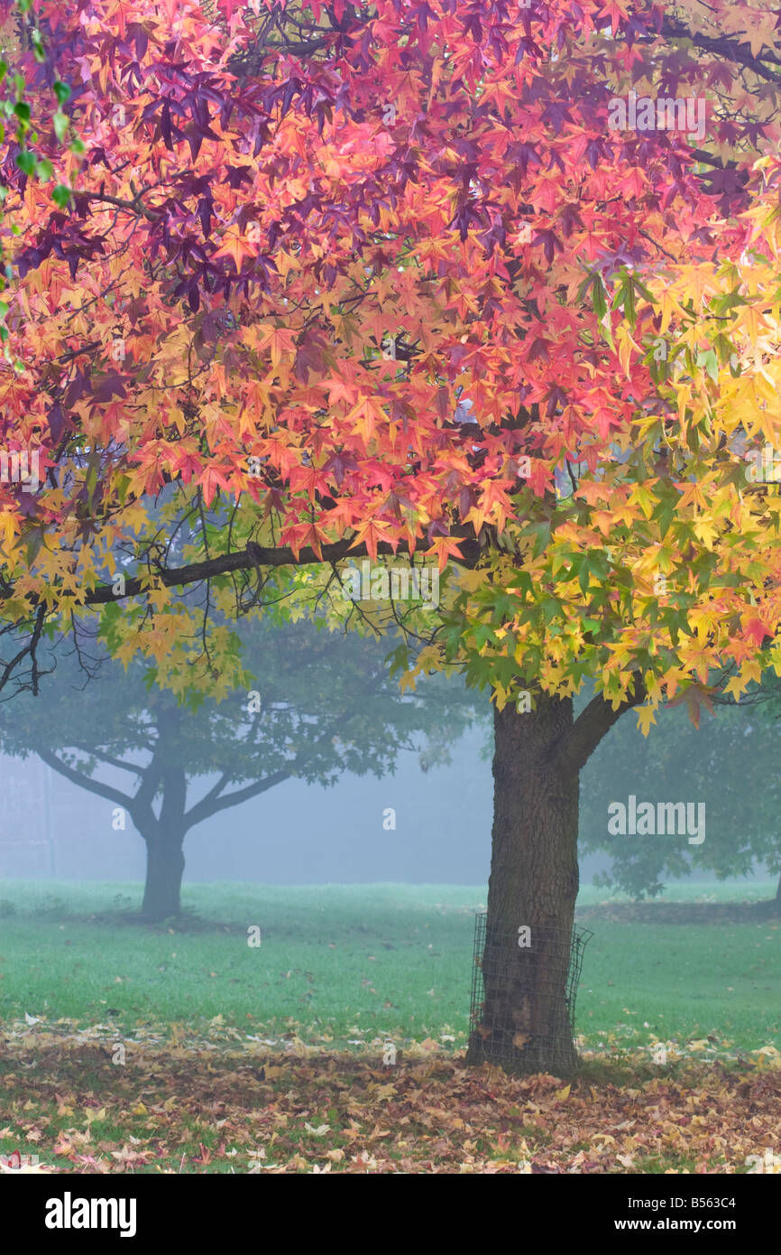 Autumn colours London Stock Photo - Alamy