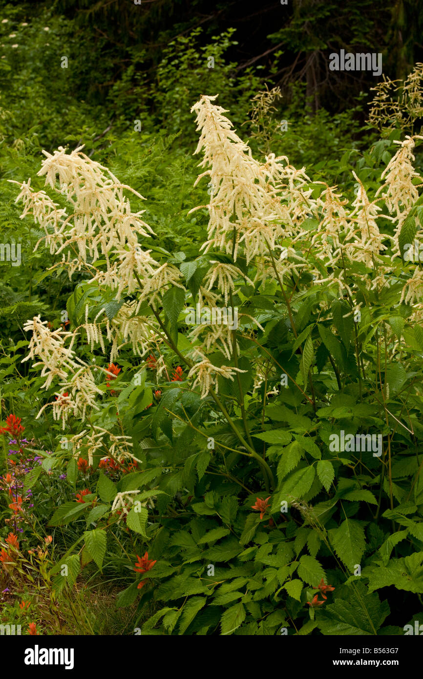 Goats beard hi-res stock photography and images - Alamy