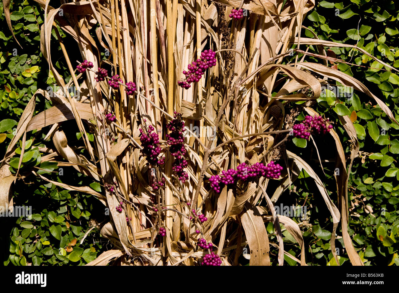 Corn shocks hi-res stock photography and images - Alamy