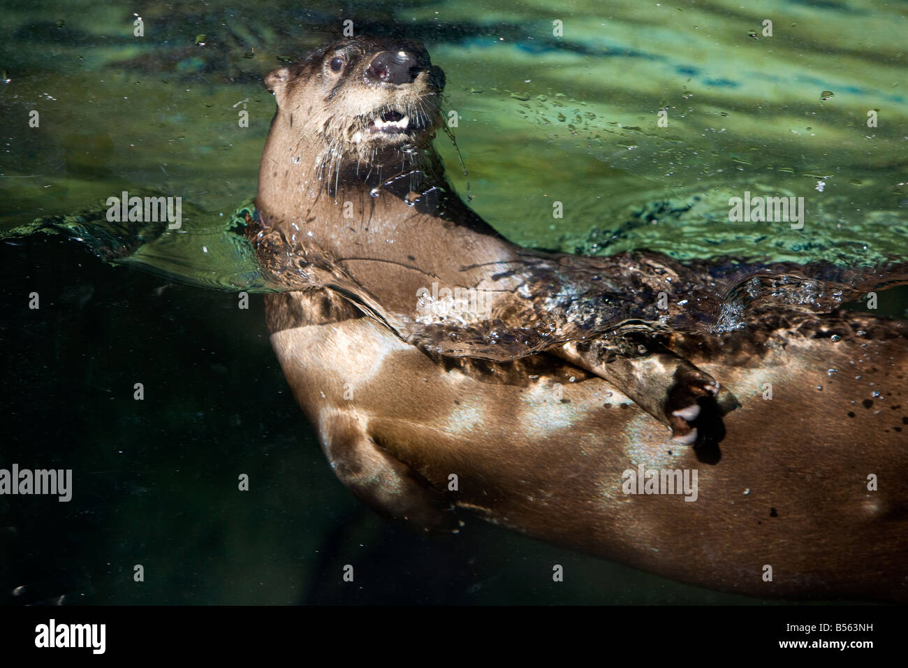 A river otter swims in his aquarium at Brookgreen Gardens, Murrells ...