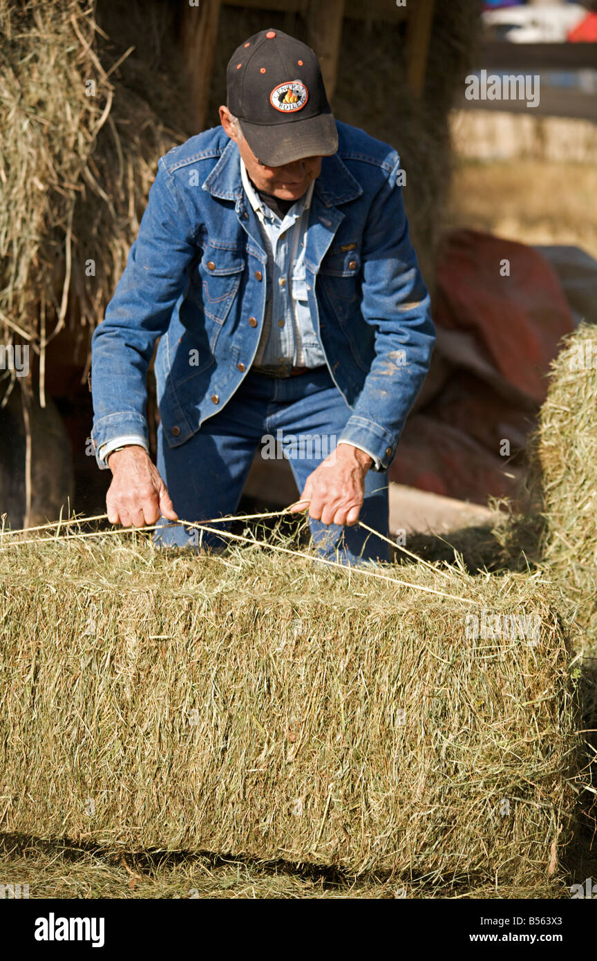Hay bailing demonstration with a belt driven hay press during steam ...
