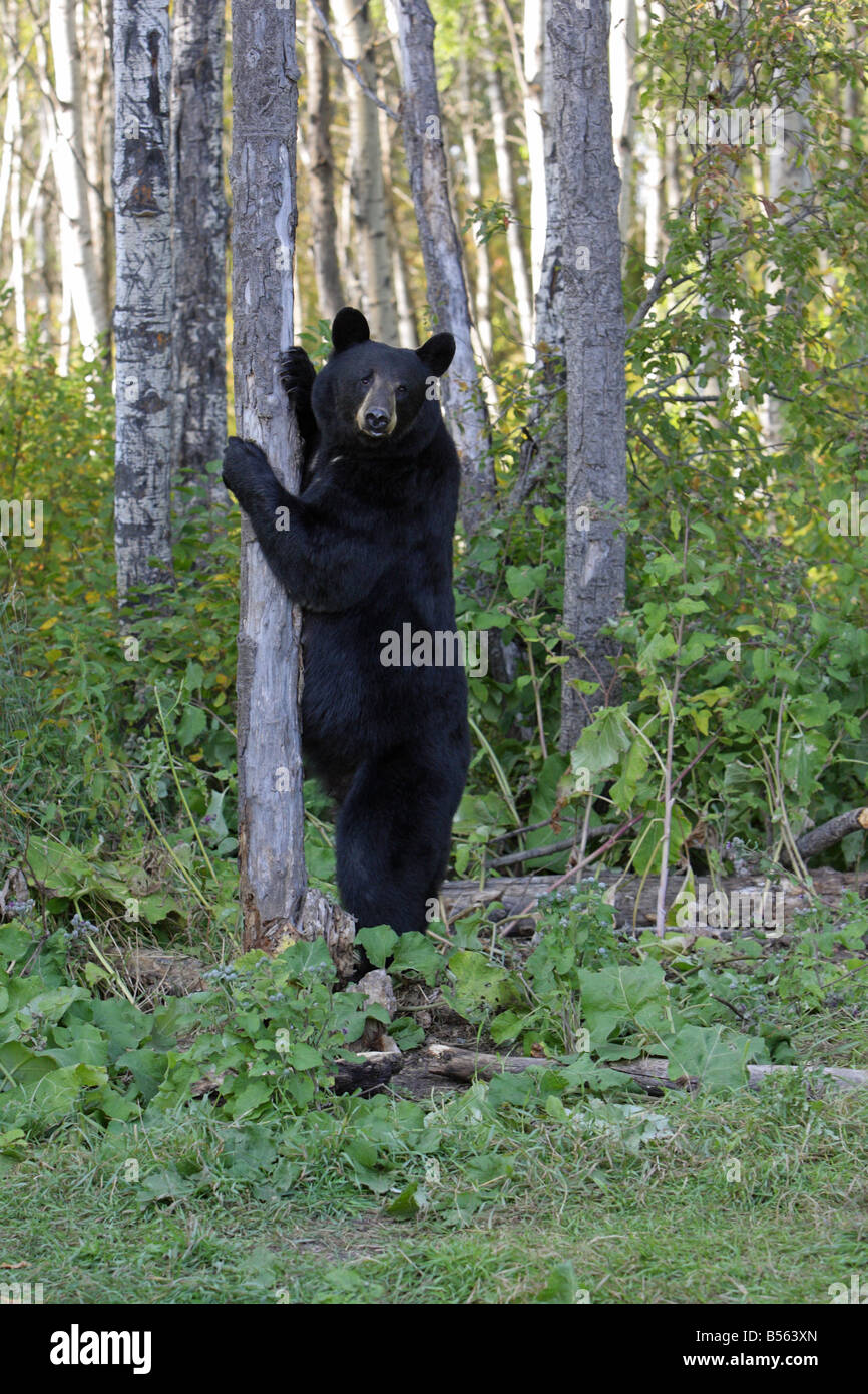 Black Bear Ursus americanus female standing upright on her hind legs ...