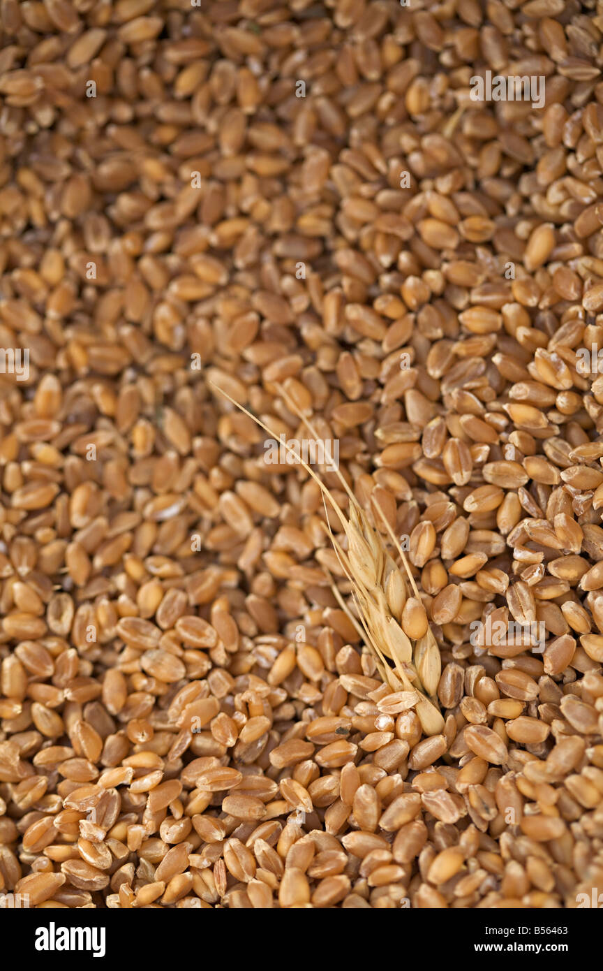 Threshed grain hi-res stock photography and images - Alamy