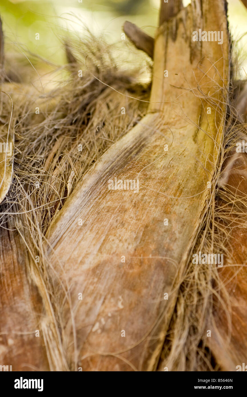 Bark husk hi-res stock photography and images - Alamy