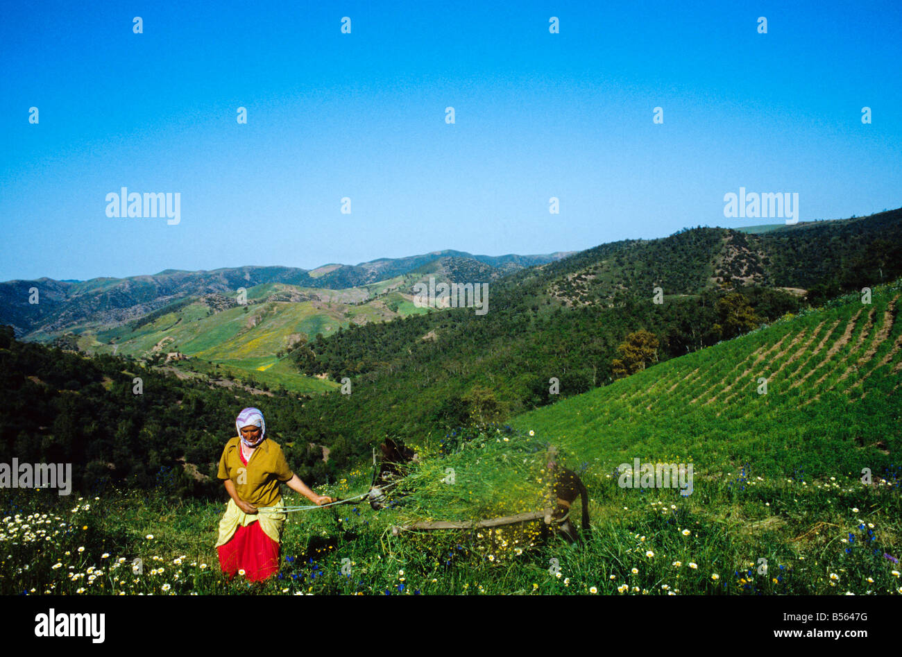 FIELD IN MOROCCO Stock Photo - Alamy