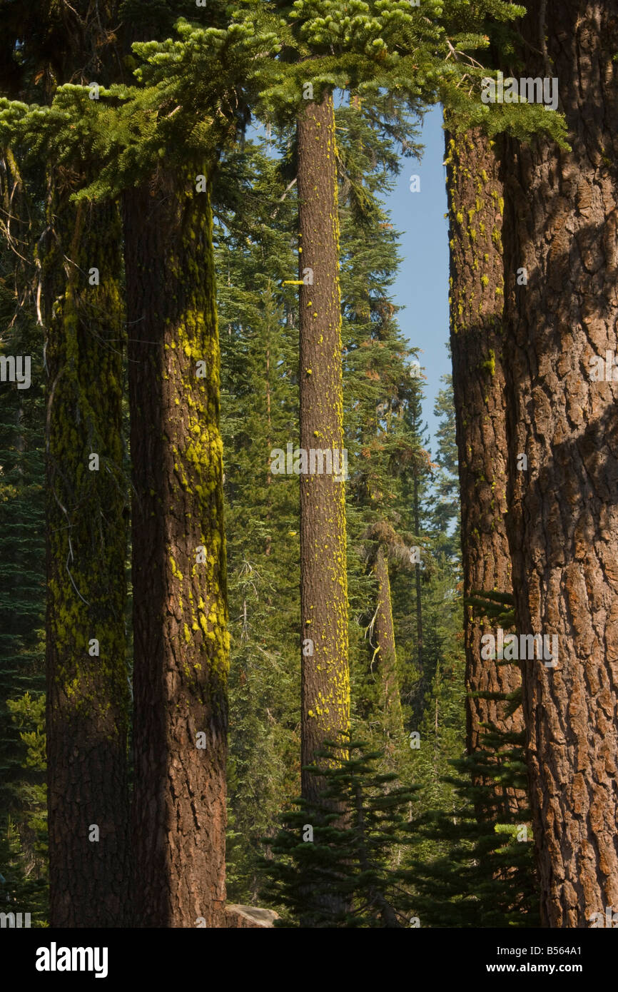 Red Firs Abies magnifica Mount Lassen National Park California Stock ...