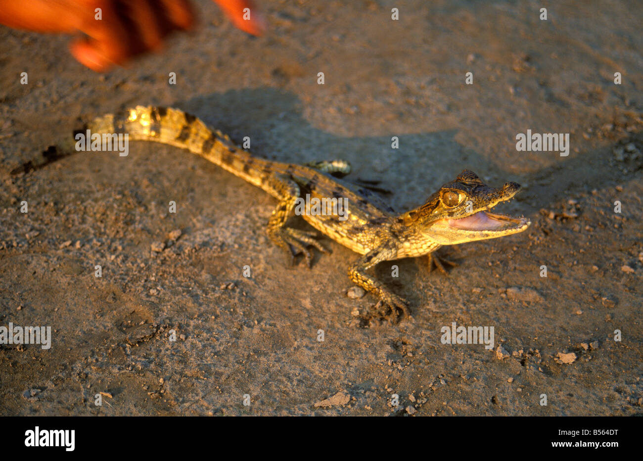 Amazonas kuttig siegfried sk218 124 hi-res stock photography and images ...