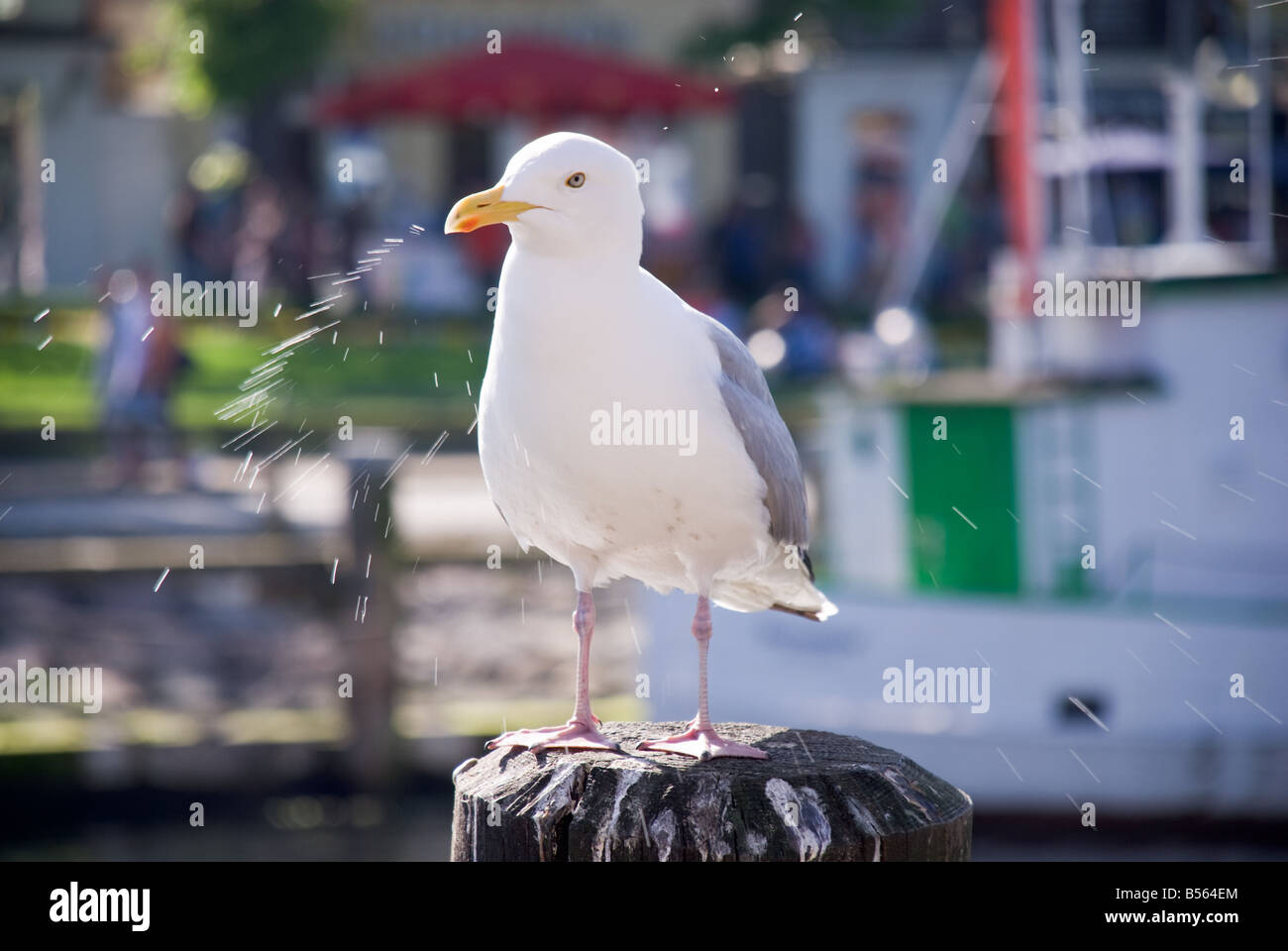 Albatros bird hi-res stock photography and images - Alamy