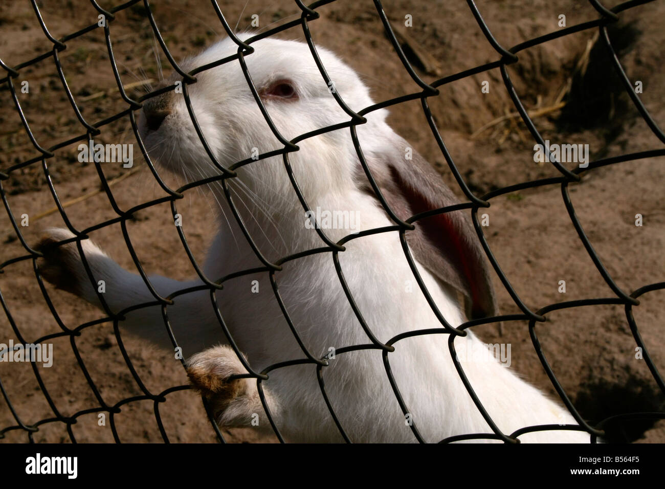 White buck - rabbit is looking through fence Stock Photo - Alamy