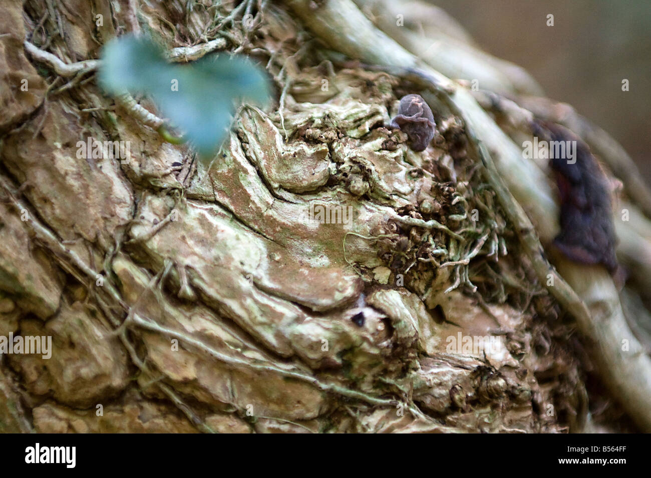 Knarled tree hi-res stock photography and images - Alamy