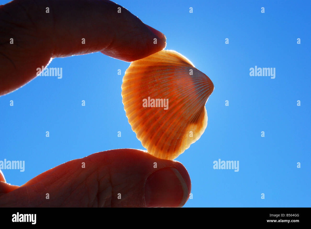Cockleshell thumb hi-res stock photography and images - Alamy