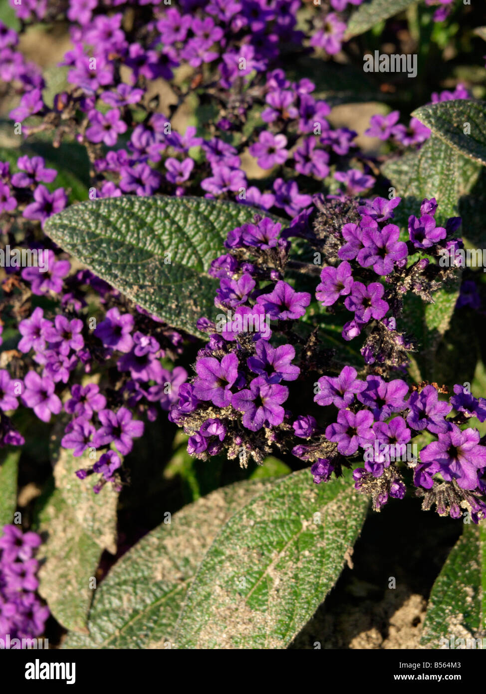 Garden heliotrope (Heliotropium arborescens Stock Photo - Alamy