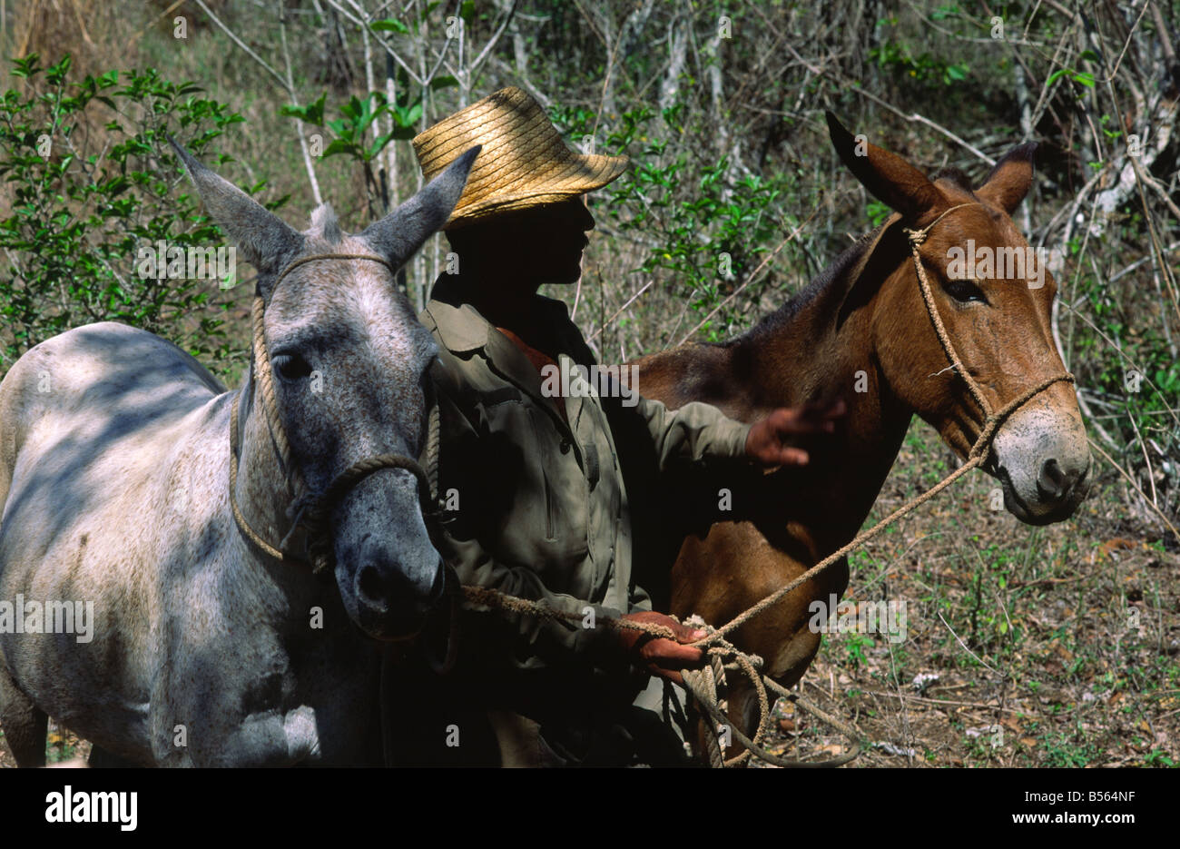 Guajiro farmer hi-res stock photography and images - Alamy