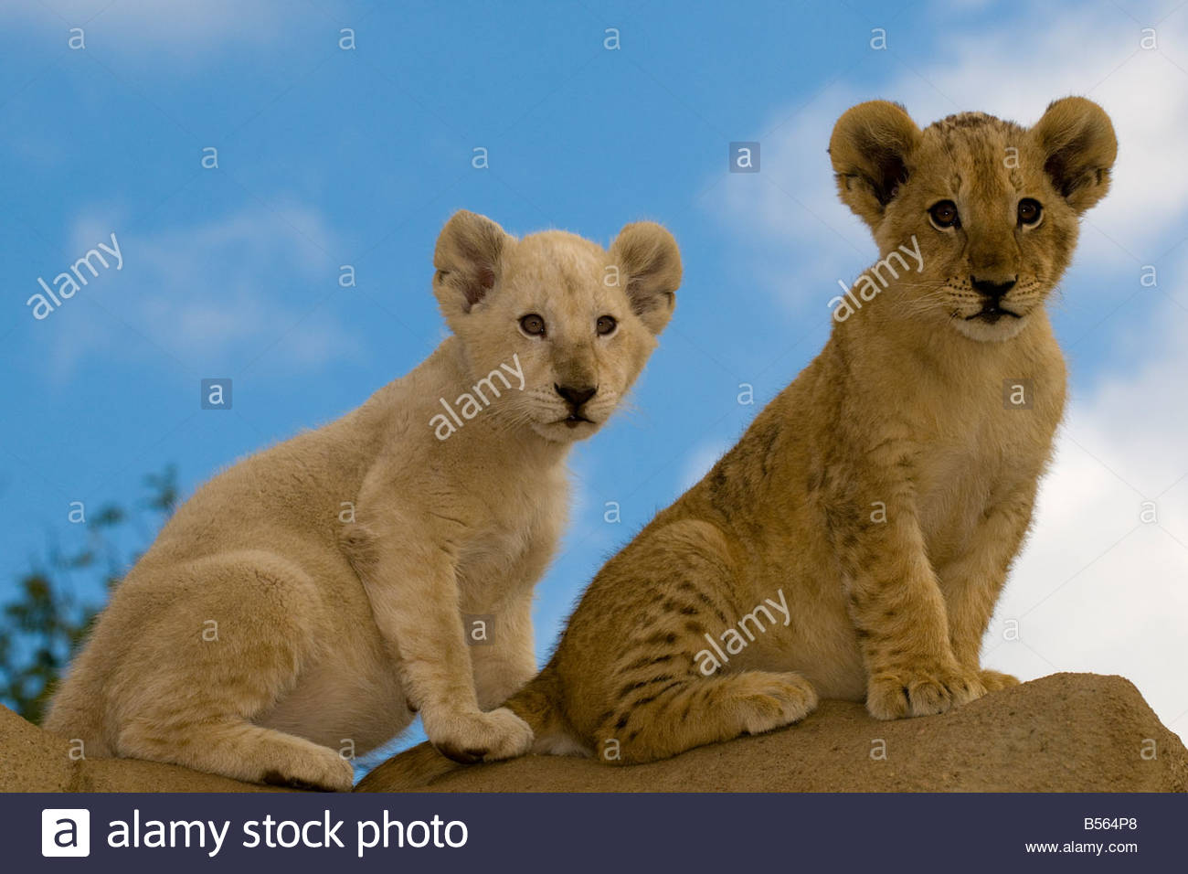 Lion And Cubs Stock Photos & Lion And Cubs Stock Images - Alamy