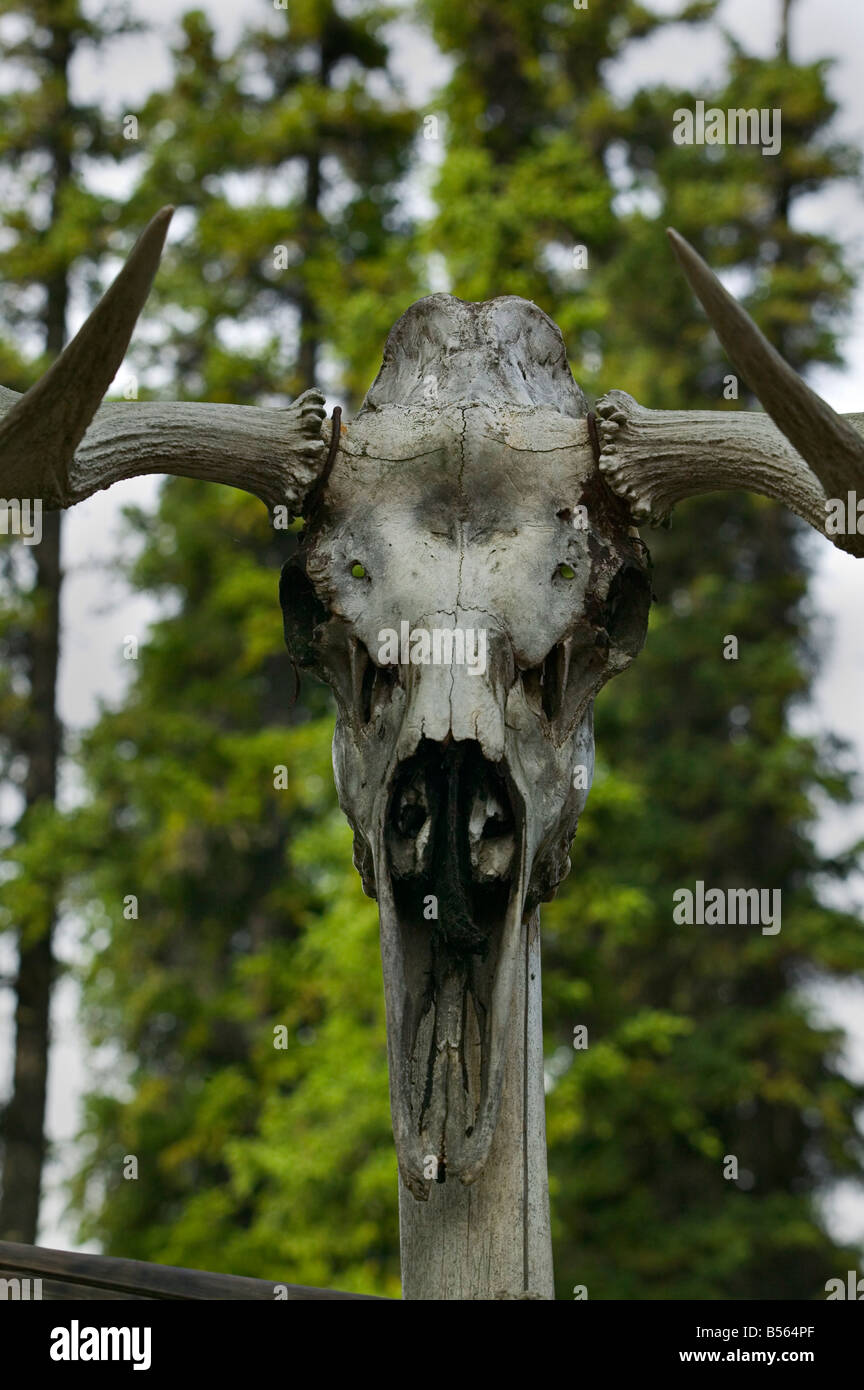 Bull Elk Skull Drawing