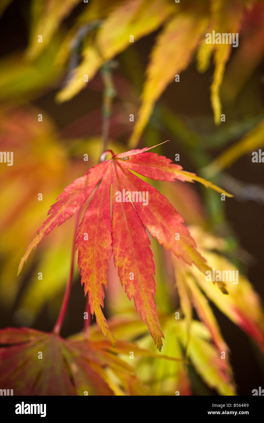 Single maple leaf hi-res stock photography and images - Alamy