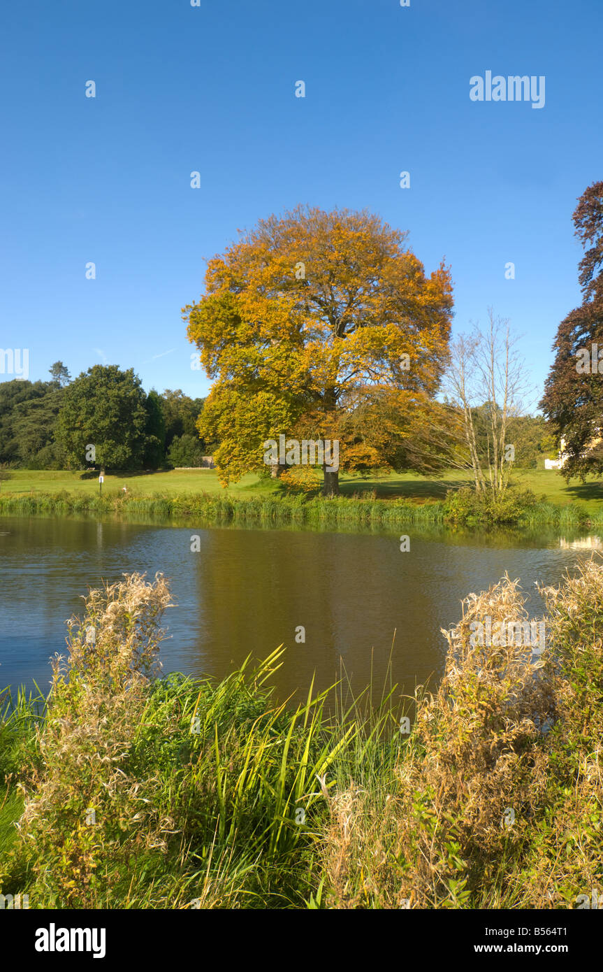 Waverley abbey tree hi-res stock photography and images - Alamy