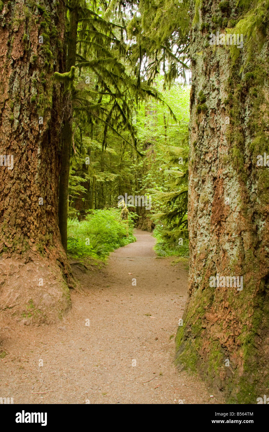 Cathedral Grove - Vancouver Island, British Columbia, Canada Stock ...