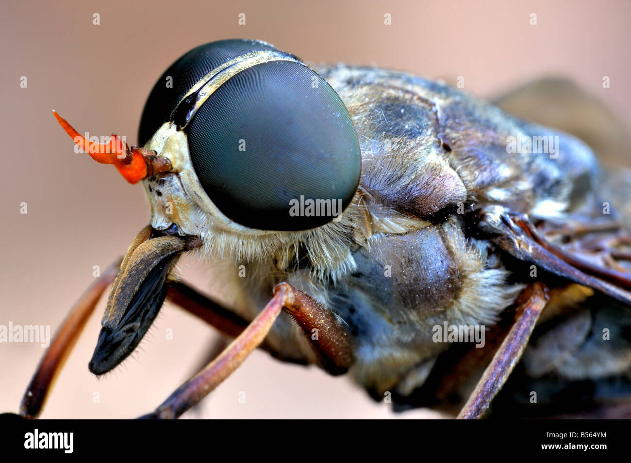 Horsefly bite hi-res stock photography and images - Alamy