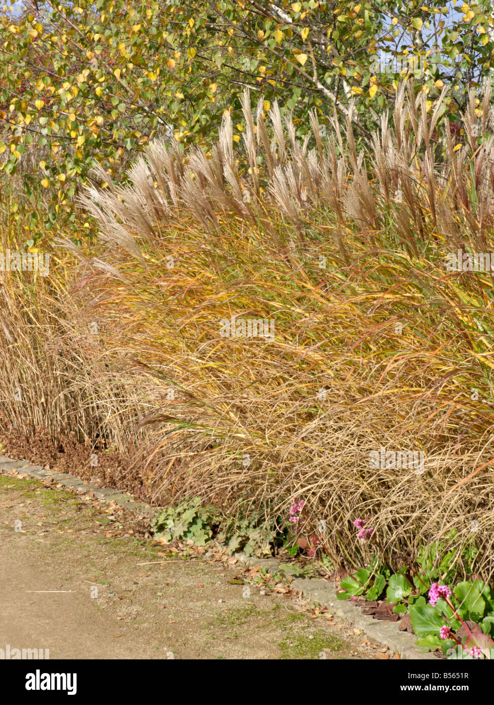Chinese silver grass (Miscanthus sinensis Stock Photo - Alamy