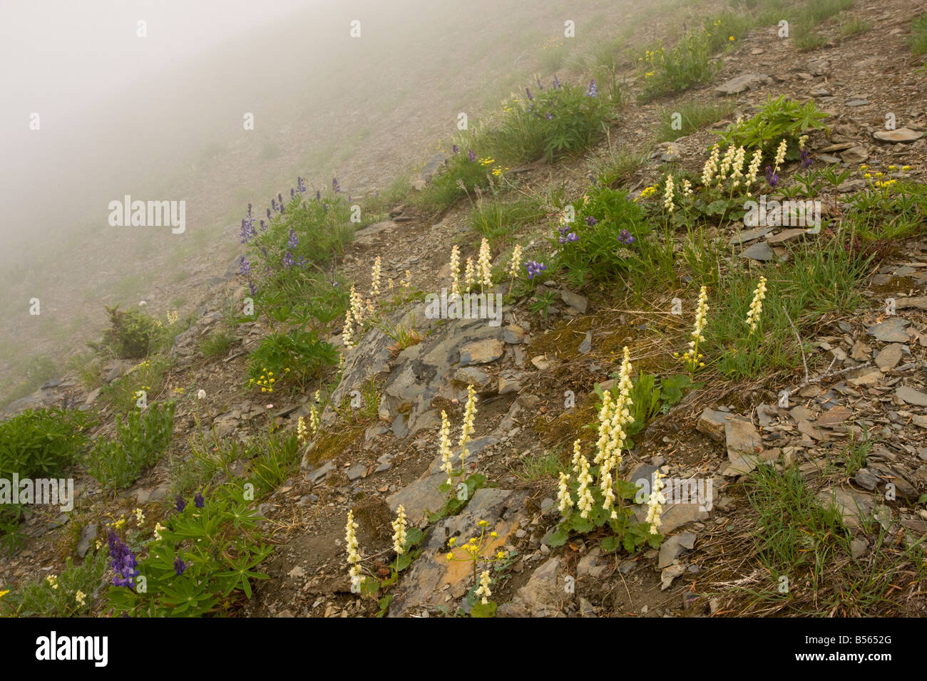 Yellow Coralbells Elmera racemosa in the mist on Hurricane Ridge ...