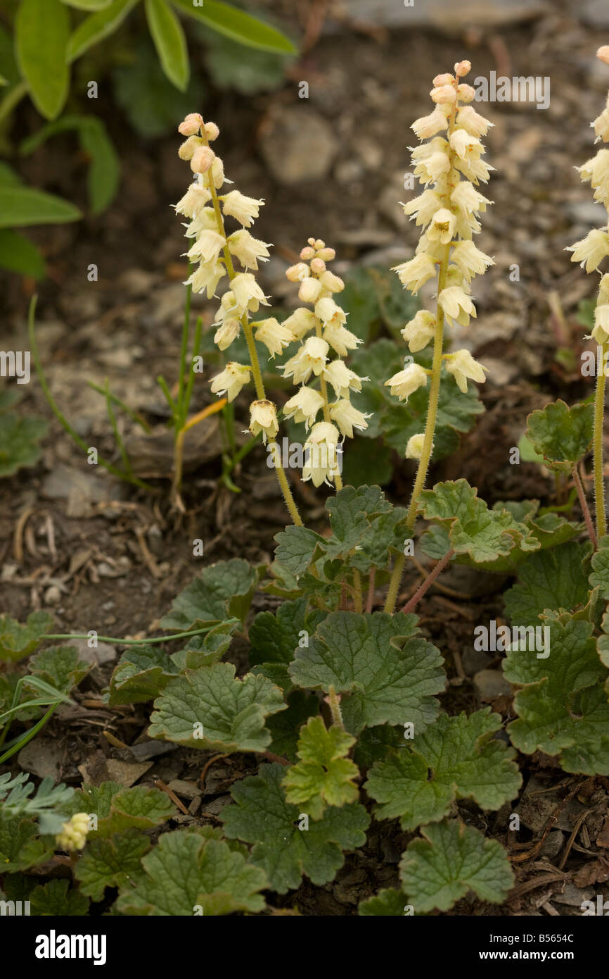 Yellow Coralbells Elmera racemosa on Hurricane Ridge Olympic National ...