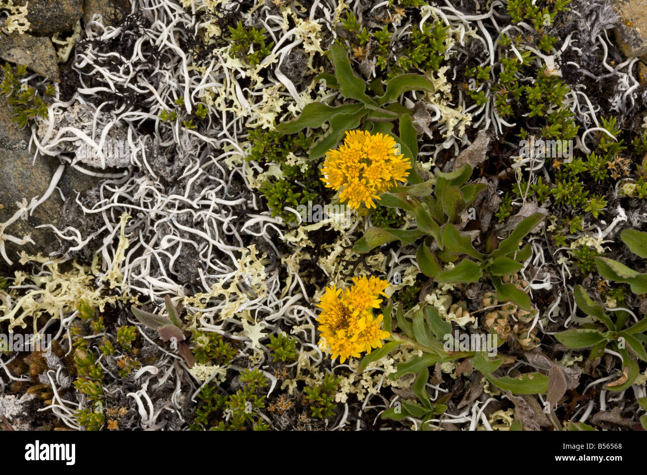 Northern Goldenrod Solidago multiradiata among lichens at high altitude ...